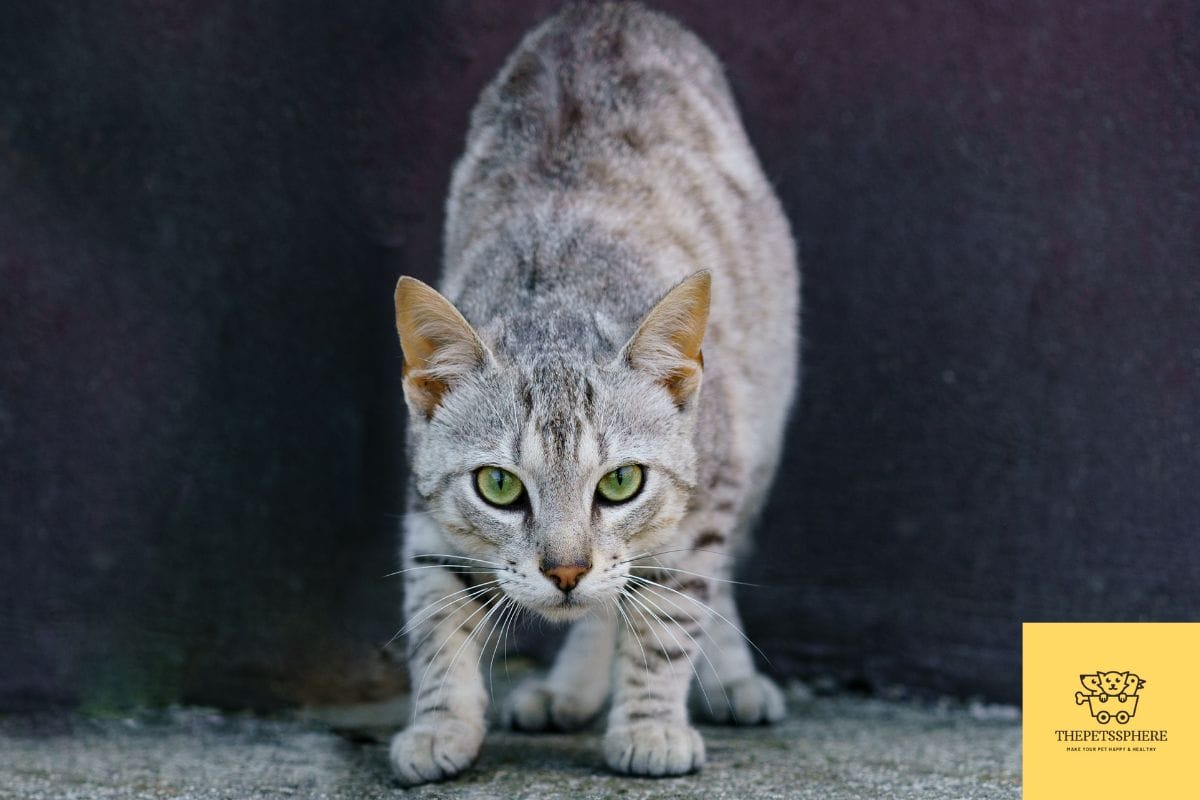 Can Cats Have ADHD? 13 Signs and Symptoms Explained | The Pet's Sphere